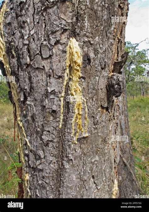 Hairy Leaved Resin Tree Dipterocarpus Alatus Close Up Of Stem With Resin Escaping Naturally