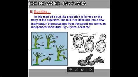 What Are The Different Modes Of Asexual Reproduction Class 10 At Tiffany Parker Blog