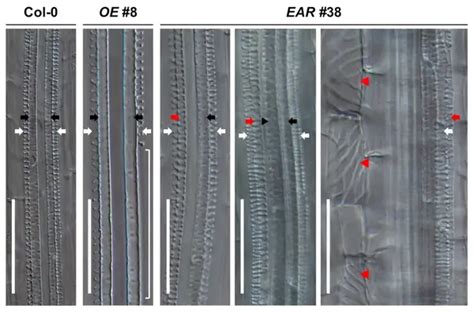 Plant Cell 浙江大学植物所揭示植物木质部导管分化新机制 知乎
