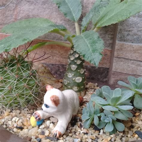 အိမ္အလွထားသစ္ပင္