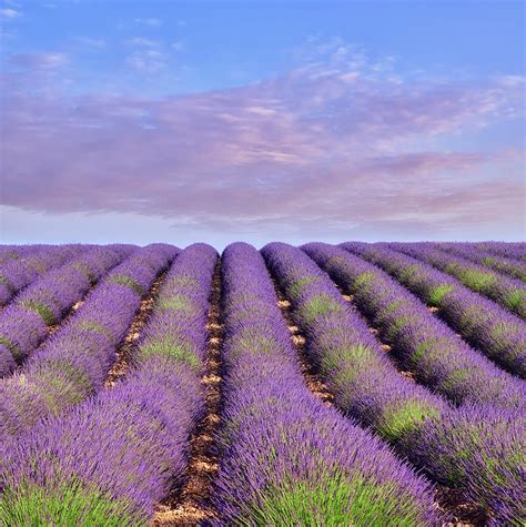 Lavender Hill Photograph By Cora Niele Fine Art America