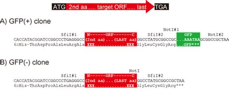 Aska Clone ｜ Yu Rc For Thermotolerant Microbial Resources