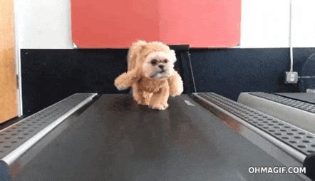 Dogs Wearing Halloween Costumes By Halloween Giphy
