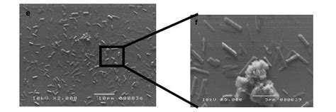 Sem Image Of Pani 0 7 0 3 Dmac Dmf Film Download Scientific Diagram