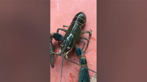 Giant Male Australia Crawfish Youtube