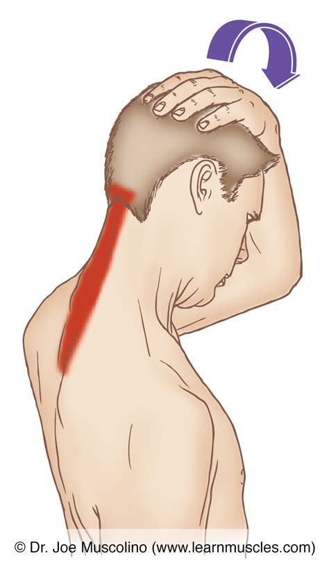Semispinalis Capitis Stretching Learn Muscles