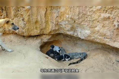 鳄鱼闯进狗洞捕杀幼崽，还咬伤母狗，关键时刻救兵赶到逆转局面救兵鳄鱼逆转