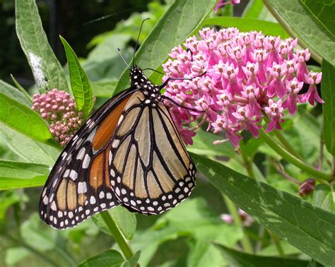 Door To Nature Monarchs And Milkweeds Door County Pulse