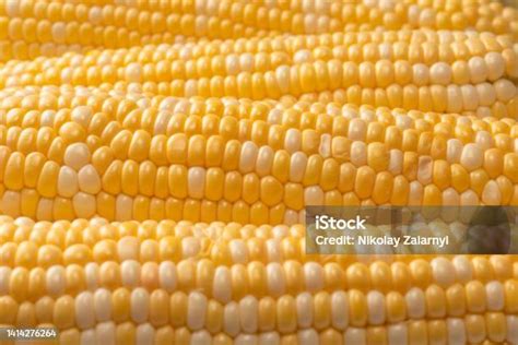 흰색 배경에 고립 된 노란색 옥수수 복사 공간을 참조하십시오 0명에 대한 스톡 사진 및 기타 이미지 0명 건강한 식생활 겉껍질 Istock