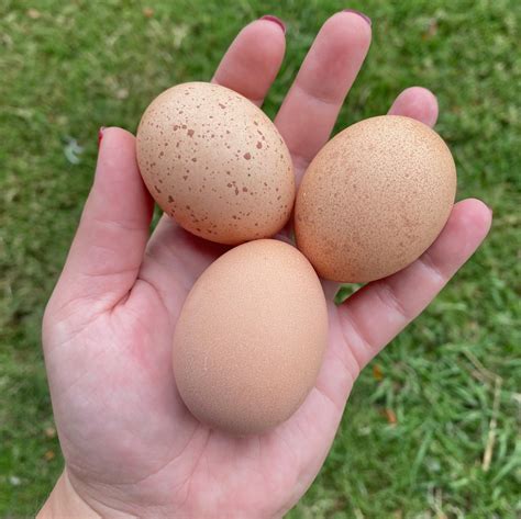 Barnevelder Eggs