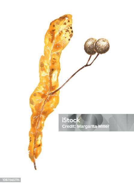 노란가 잎 지점 수채화 그림에 씨 손으로 그린된 자연 식물 예술 건조 식물 부분 흰색 배경에 고립입니다 가 시즌 디자인 요소 0명에 대한 스톡 벡터 아트 및 기타 이미지