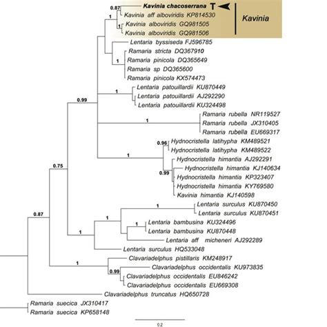 Strict Consensus Tree From Bayesian Inference Of The Combined Its