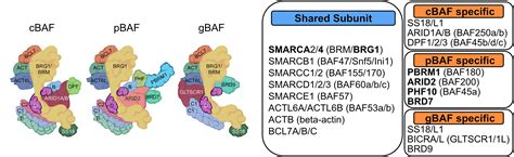 The Role Of The Polybromo Associated Baf Complex In Development
