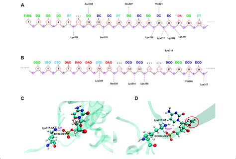 Hydrogen Bond Networks For Protein Dna Complexes A Dekcdta B Download Scientific