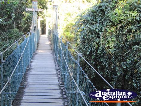 TREE TOP WALK PHOTOGRAPH TREE TOP WALK PHOTO PICTURES OF TREE TOP WALK