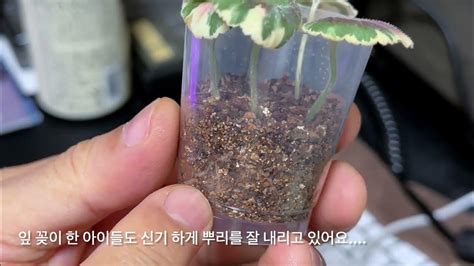 엑스칼리버 밭 만들기 Youtube