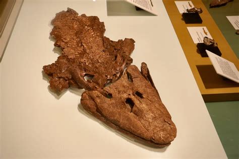 Tiktaalik Fossil Part Of Drexel Evolutionary Exhibit Whyy