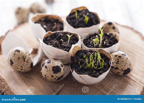 Easter Egg Shell Decoration Stock Image Image Of Time Decorating