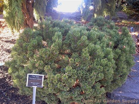 Pinus Mugo Slowmound Oriental Garden Supply