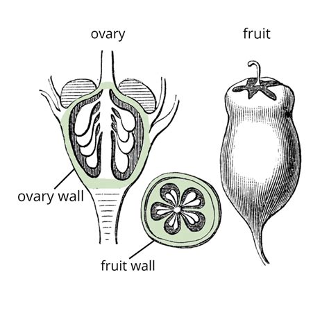 Fruit Ovary Wall At Julia Kromer Blog