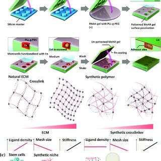 Schematic Representation Of Cell Matrix Interactions And Their Download Scientific Diagram