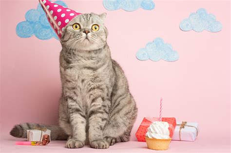 당신의 생일 케이크와 함께 축제 모자에 있는 고양이에 축 하 핑크 배경 생일에 대한 스톡 사진 및 기타 이미지 생일 애완고양이 고양이 새끼 Istock