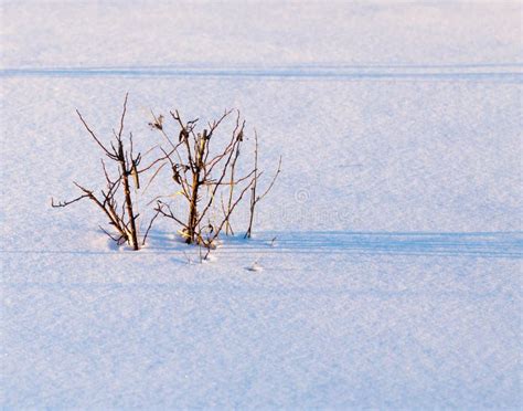 Grass From Under The Snow At Sunset Stock Image Image Of Nature
