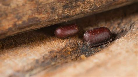 Oriental Cockroach Identify Prevent And Get Rid Of Them