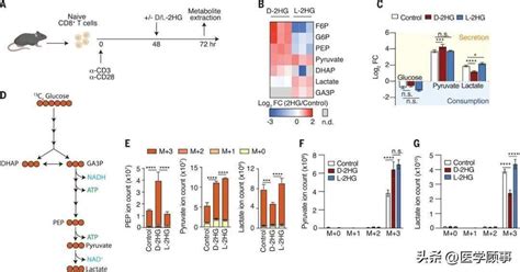 Science 致癌代谢物d 2hg通过改变t细胞代谢损害cd8 T 细胞功能研究影响肿瘤