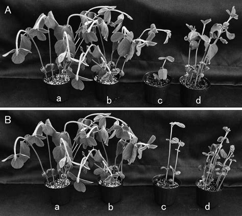 Effects Of Pythium Oligandrum Strain D11 On Seedling Stands Of Soybean Download Scientific