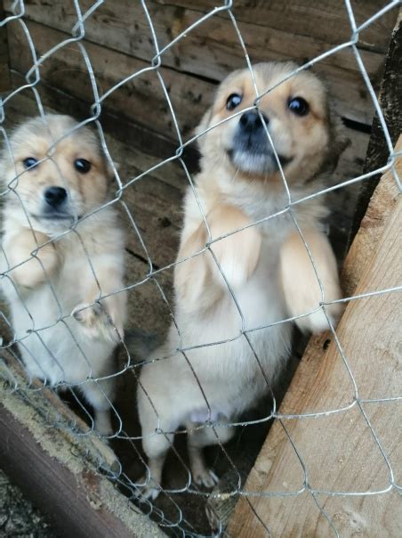 Отдам в любящие руки щенков оба мальчики Вырастут среднего размера Отец Пекинес Отличные