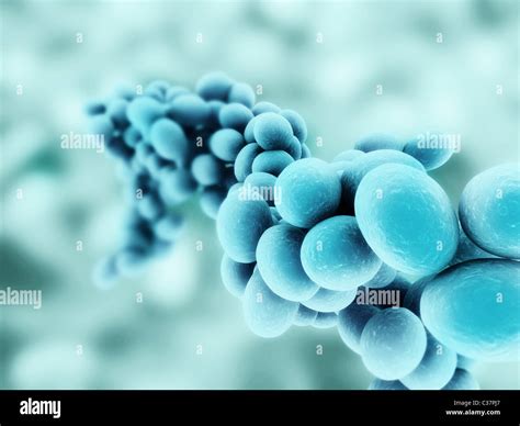Staphylococcus Bacteria Hi Res Stock Photography And Images Alamy
