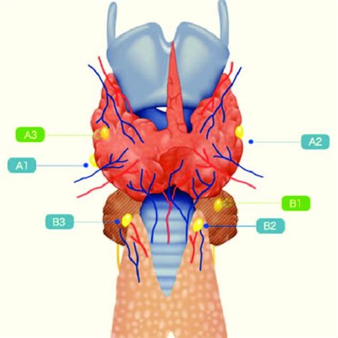 Parathyroid Glands Identification Classification Autotransplantation Download Scientific