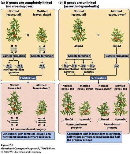 Genetics Lect6 Linkage Recombination And Mapping Flashcards Quizlet