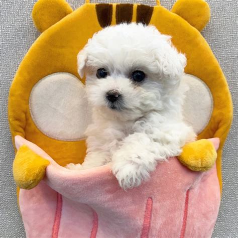 비숑프리제눈송이시흥점 강아지분양고양이분양 오독안심분양센터위탁센터인천광주대구시흥