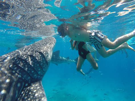 Одна из самых больших рыб на Земле By Aiperi Zhanyzakova Tursunalieva Medium