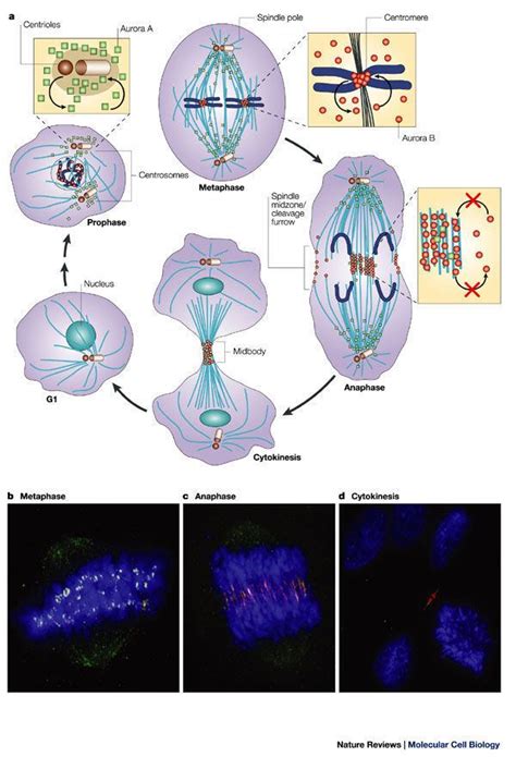 Aurora A Kinase Alchetron The Free Social Encyclopedia