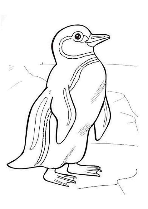 Раскраска животные пингвин раскраски животные раскраска пингвин Раскраска для печати
