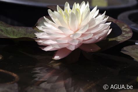 Nymphaea Awesome Agua Be Waterlelies En Lotus Nymphaea Awesome Agua Be Waterlelies En Lotus