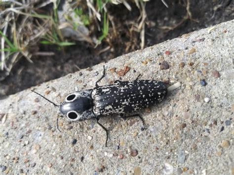 19 Black Bugs With White Spots Pictures And Identification