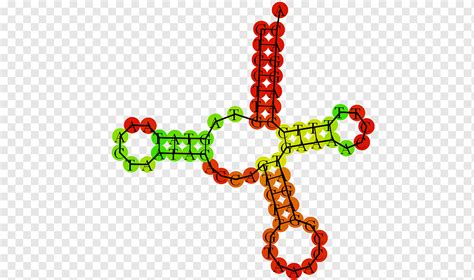 Bioinformatics Summer School Poznańska Jewellery School Summer Course Rna Png Pngwing