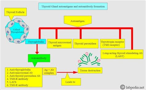 Anti Thyroid Antibodies