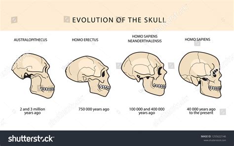 Evolution Of The Skull Human Skull Australopithecus Erectus Postgray