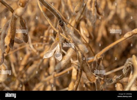 Soybean Pod Shattering With Seed In Field During Harvest Drought