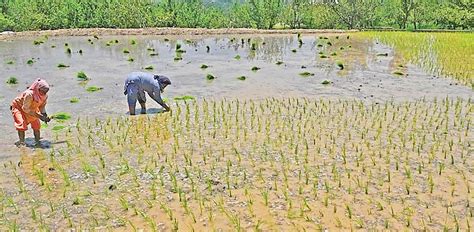 ဆန်တင်ပို့မှု တားမြစ်လိုက်သည့်အတွက် ထိခိုက်ရသော ကျေးလက်နေပြည်သူများကို မိုဒီအစိုးရက ထောက်ပံ့နိုင