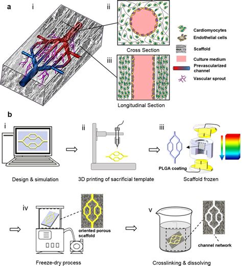 Schematic Design And Fabrication Process Of The Biomimetic Scaffold Download Scientific