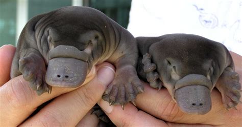 A Visual Comparison Of 55 Bird Species By Size