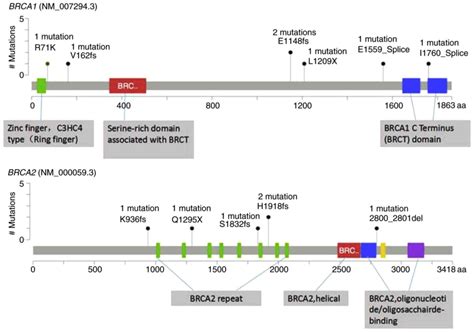 Characterization Of Mutations In Brca12 And The Relationship With