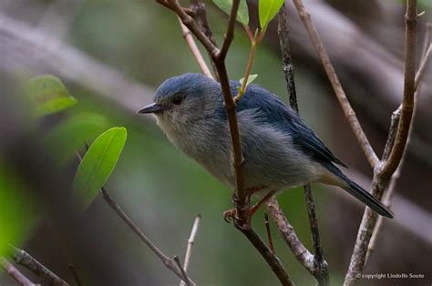 Figuinha Biofaces Bring Nature Closer