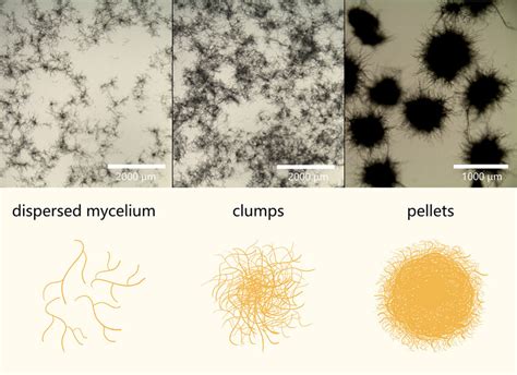 2 the three main macro morphological structures microscopic images
